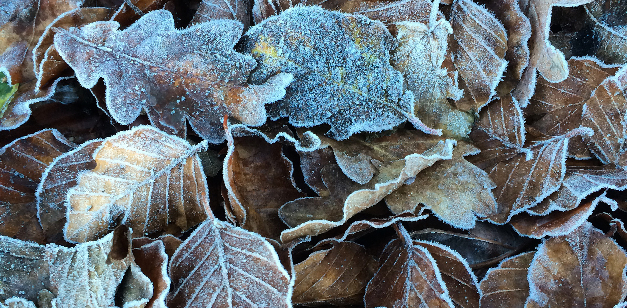 Photography: The first frost - Prettygreentea